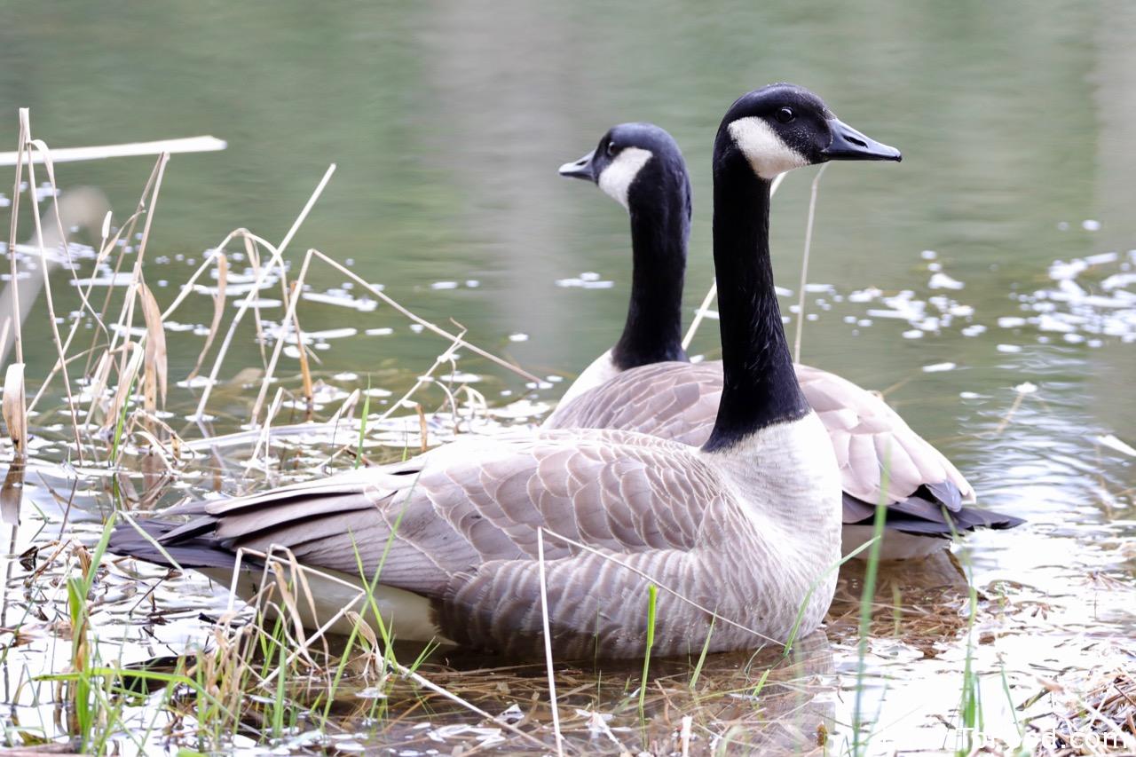 reference-geese - Lawn to FoodLawn to Food