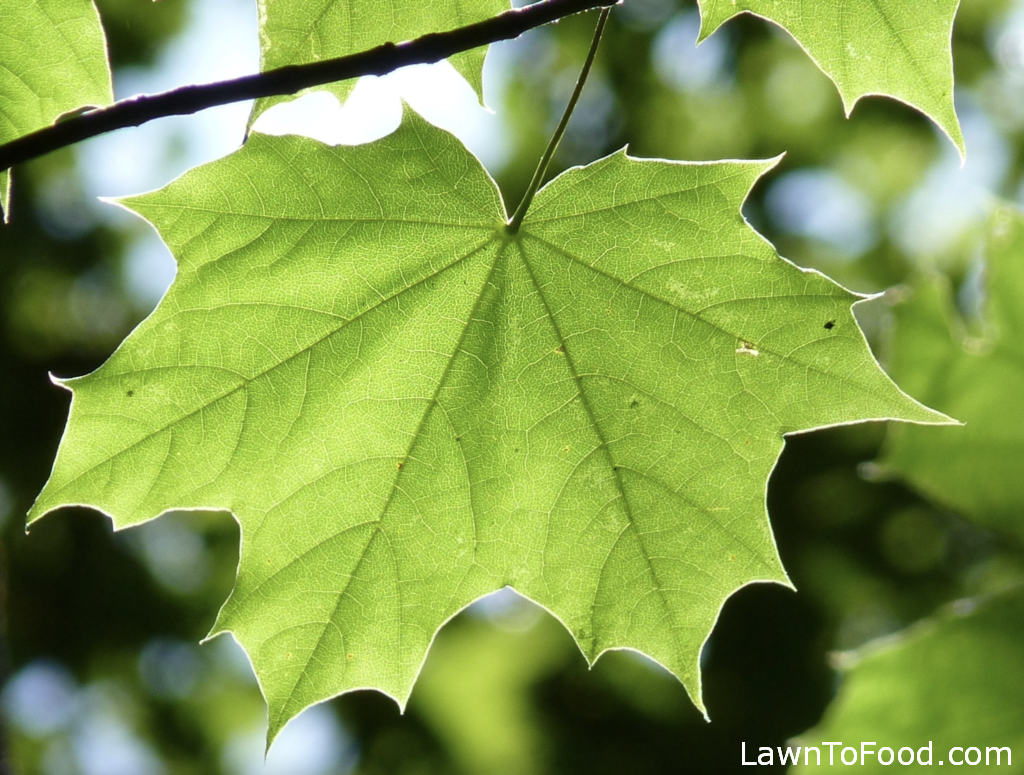 Sunlight Twinkles in the Forest - Lawn to FoodLawn to Food
